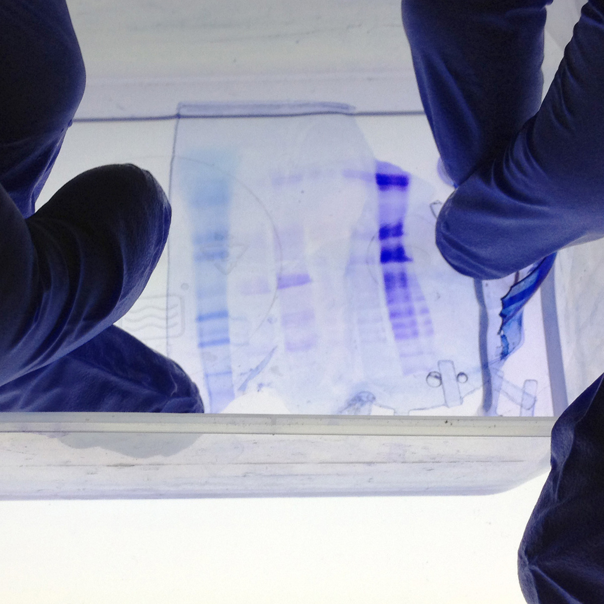 Biodesign NYC WS25 Assignment 2 — RISD Biodesign