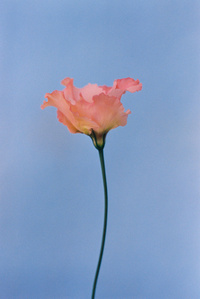 Personal — Paula Codoner