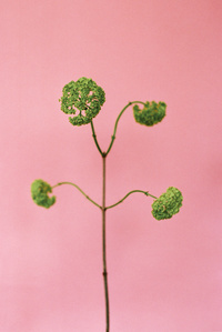 Personal — Paula Codoner