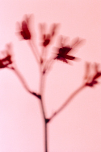 Personal — Paula Codoner