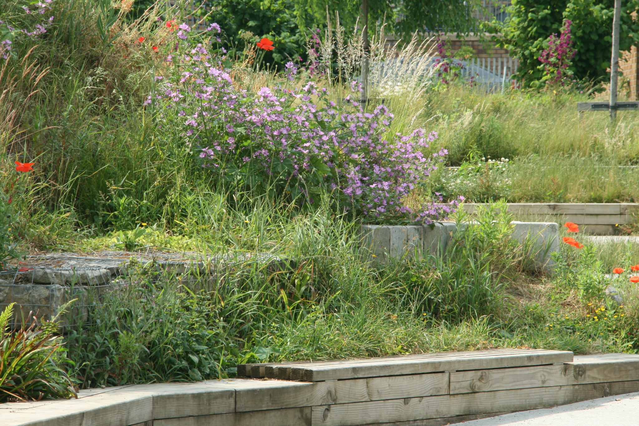 Projects_Bridgefoot — DFLA