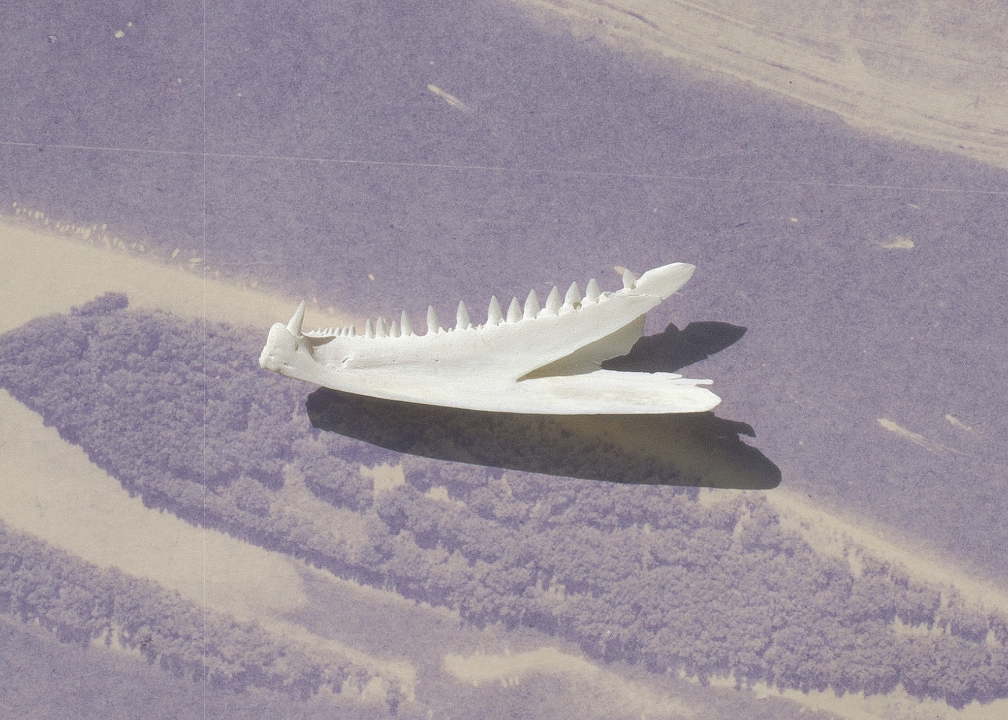 Dan Schechter — Graphic and interactive design