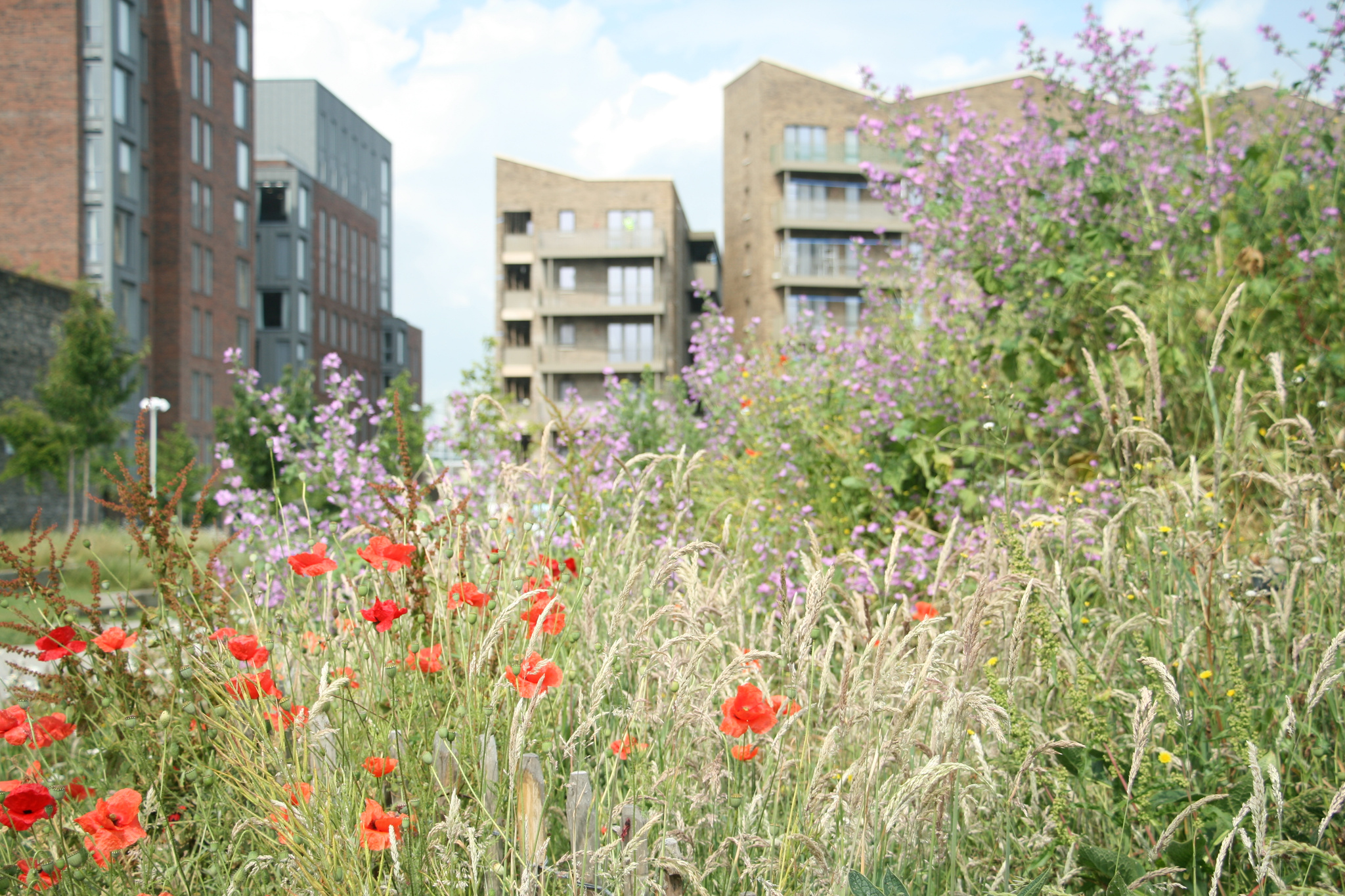 Projects_Bridgefoot — DFLA