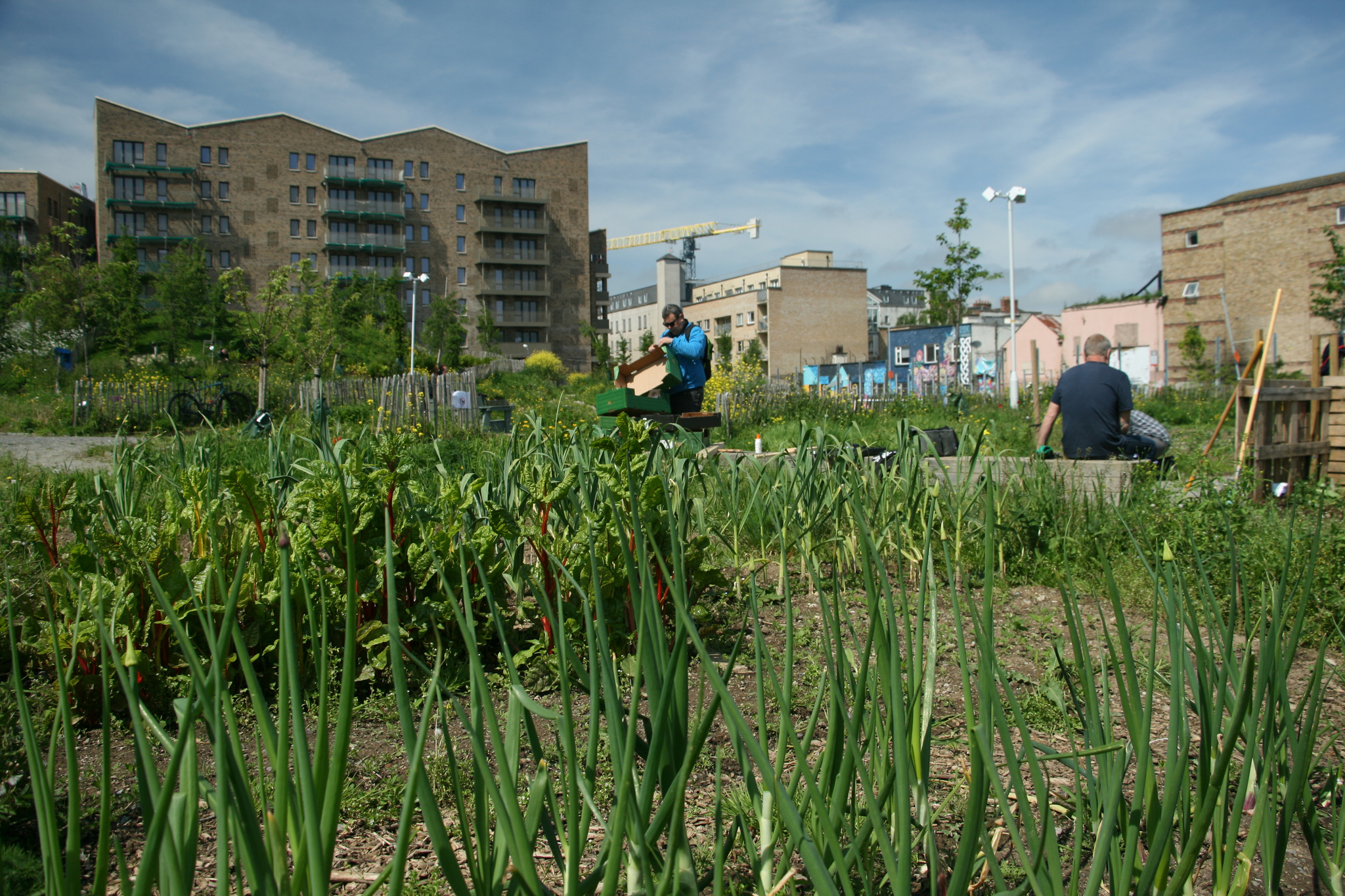 Projects_Bridgefoot — DFLA