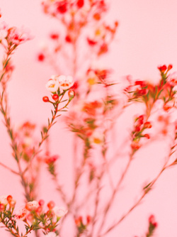 Personal — Paula Codoner