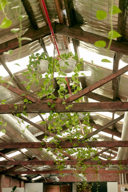 Projects — Pop Plant