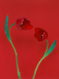 Personal — Paula Codoner