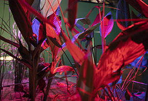 Deep Swamp — Tega Brain