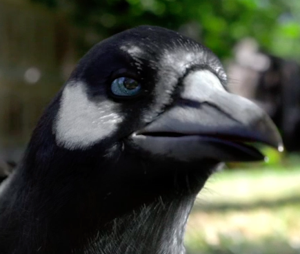 WINDEX BIRDS — ruthcollins.com