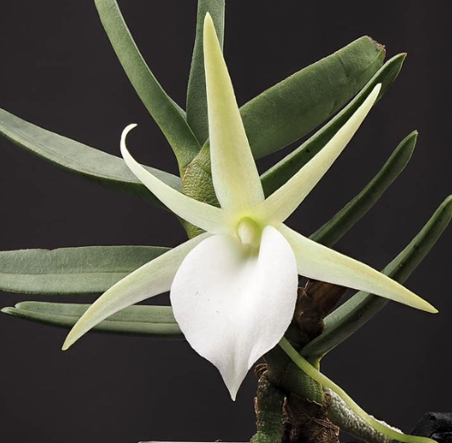 misc — charlia orchids