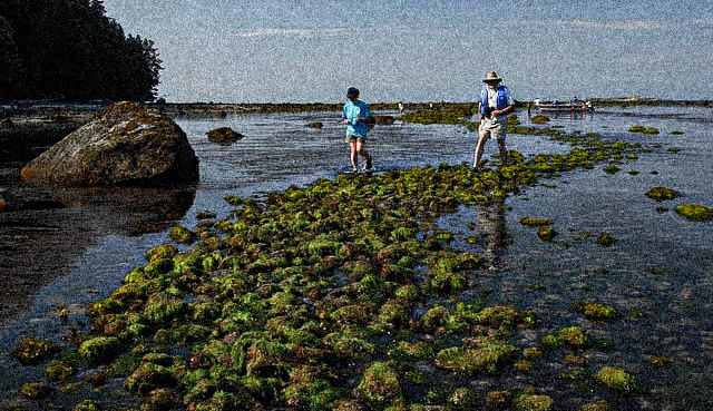 Clam Garden Restoration Project — landscape&climate