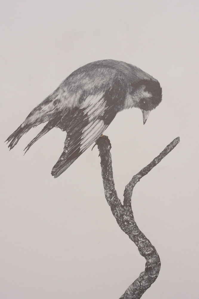 Goldfinch — Chris Otley