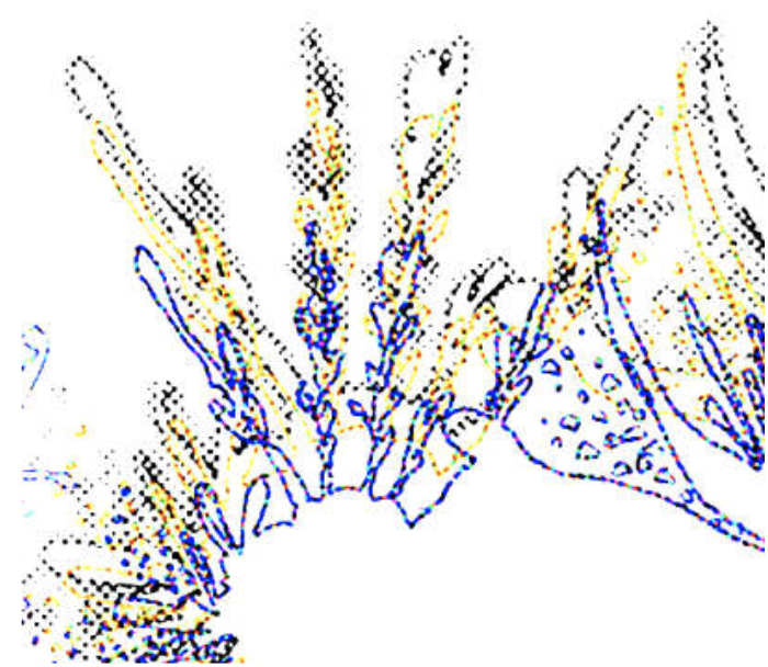 Re: Les Fleurs du mal — Iris Chun-Tzu Chang ｜ 張 君 慈