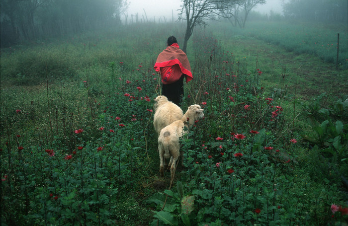 Highland Maya // Lauren Greenfield — Institute Artist