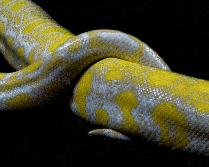 L'oeil du python — Anne Charlotte Finel