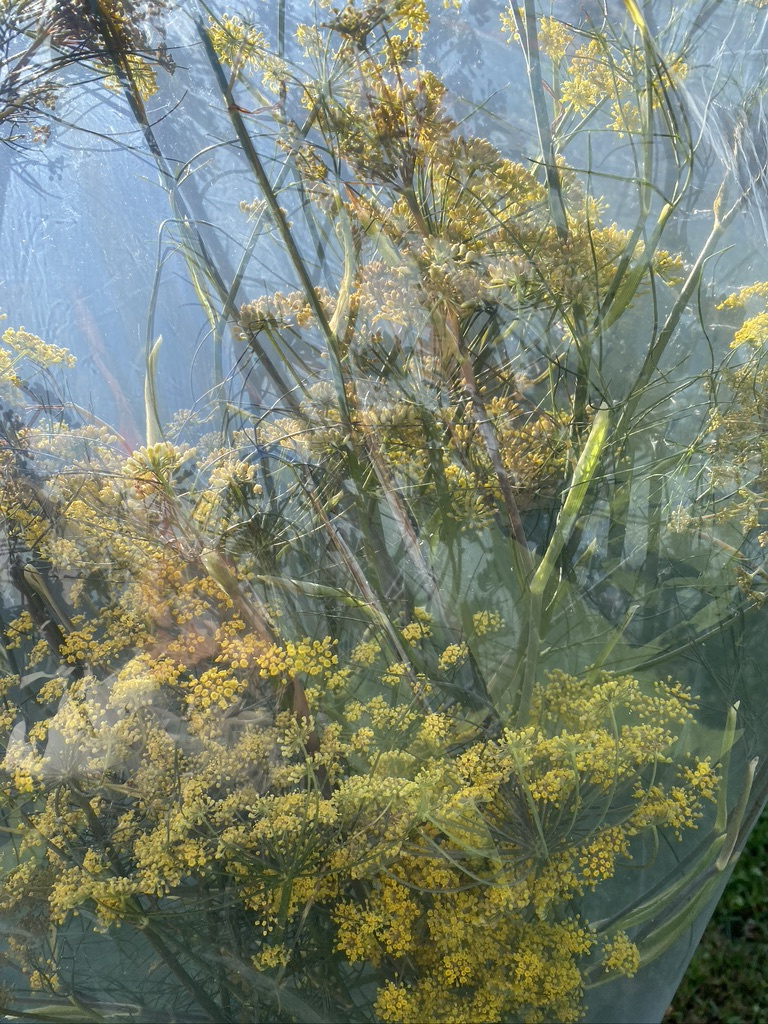 HERBS — Thistle Pass Farm