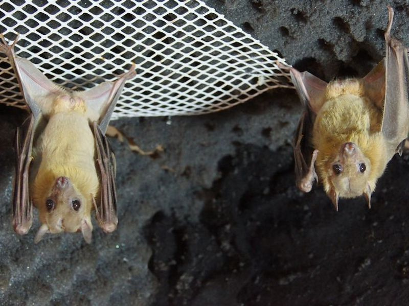 Bat Chat — SPECIAL COLLECTIONS