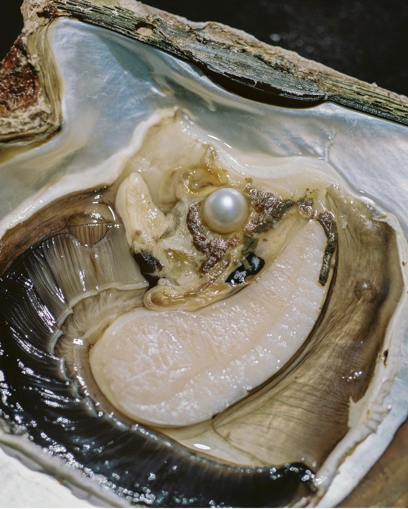 Anatomy of an Oyster - Special edition — Witty Books