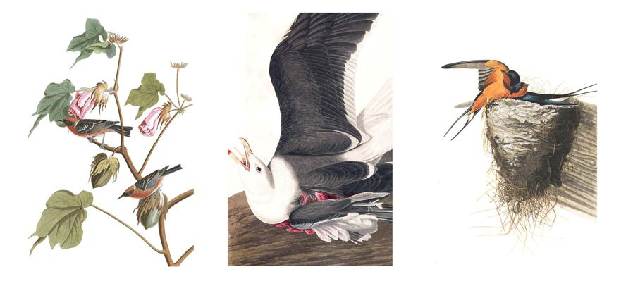 Ellsworth Kelly: pintar el fondo de la experiencia sensible — lauragongora