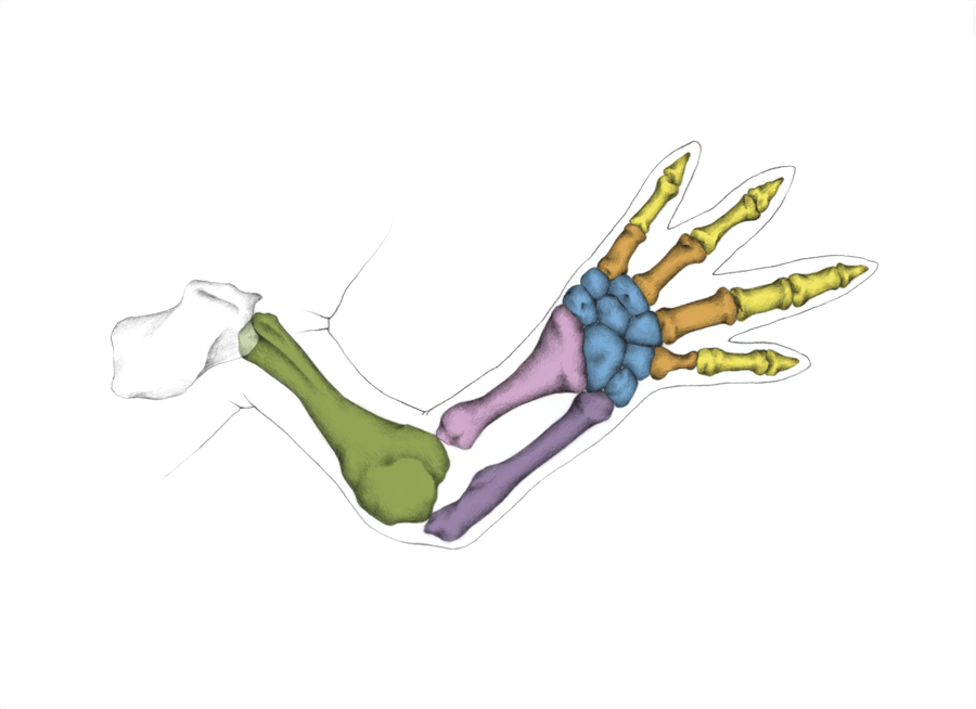 Arm Evolution — Lúcia Antunes