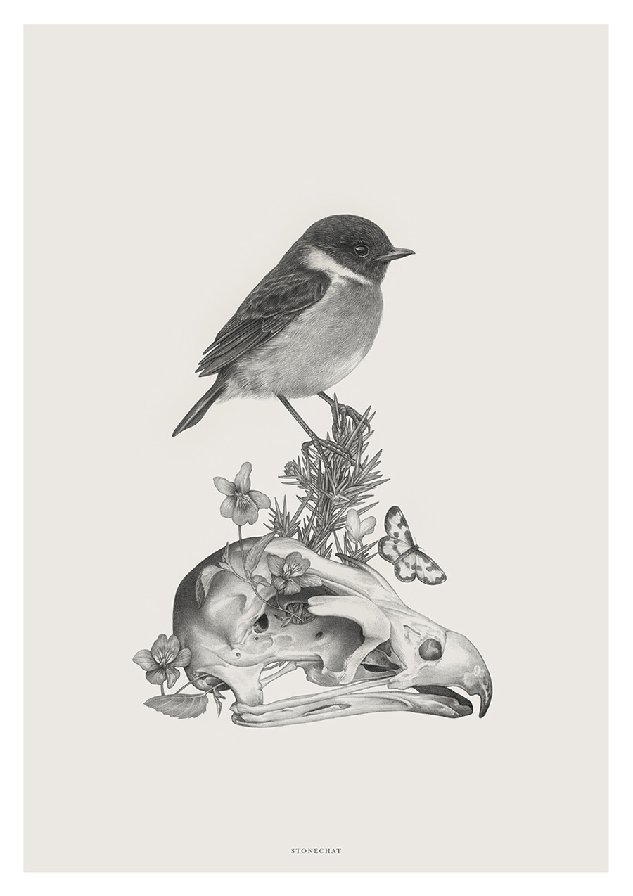 Stonechat — Denise Nestor