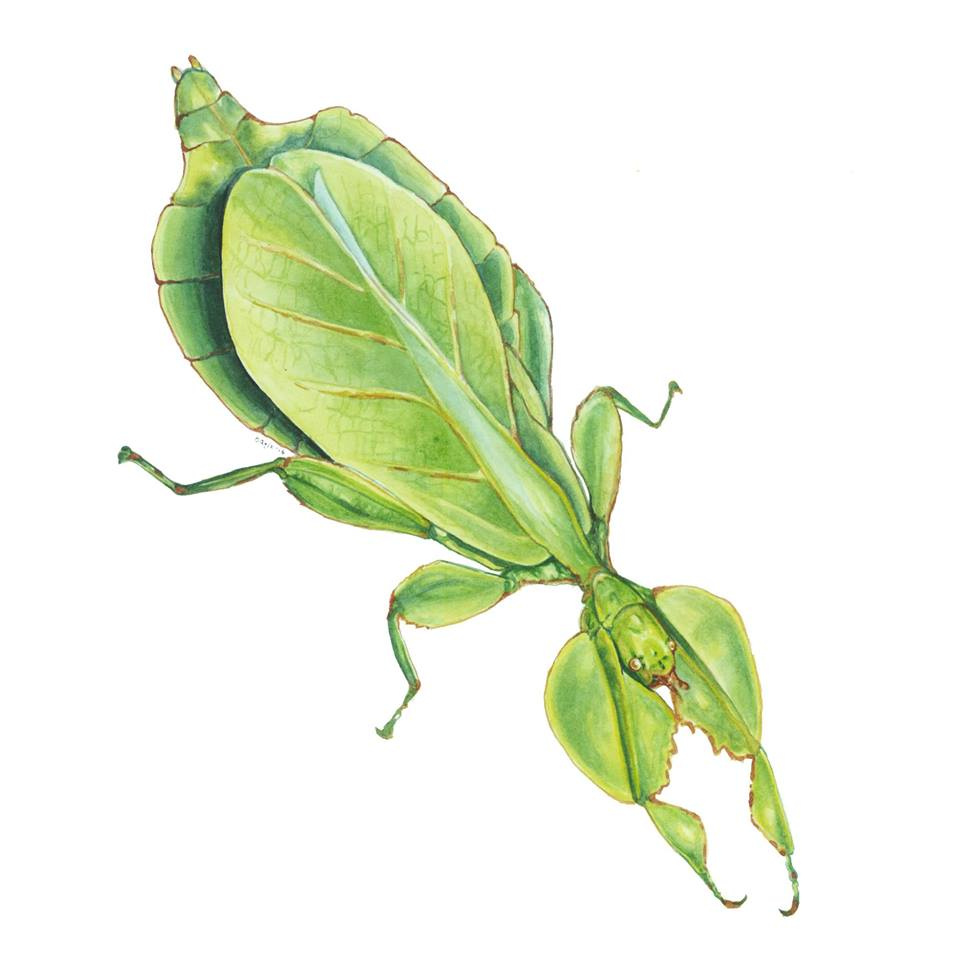 WALKING LEAF INSECT Scientific Illustration copy copy — BaylaArt