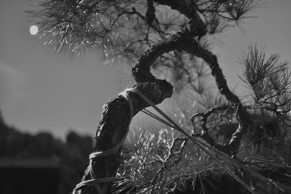 Transient Landscape: Still Life 金石 — uni verse