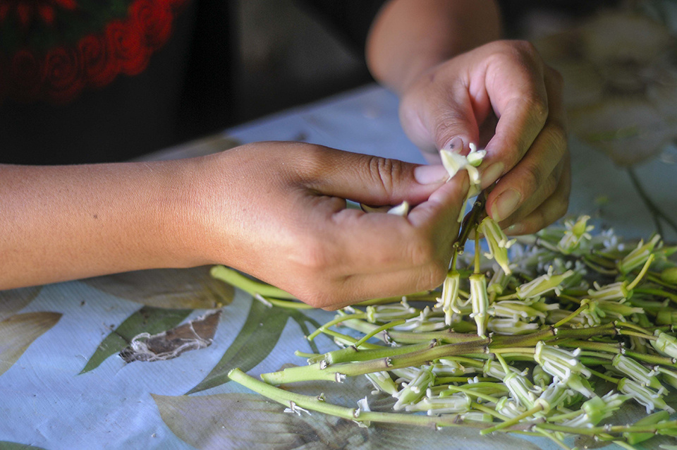 Mixiote de flor de quiote — Recetario biocultural del lago de Texcoco